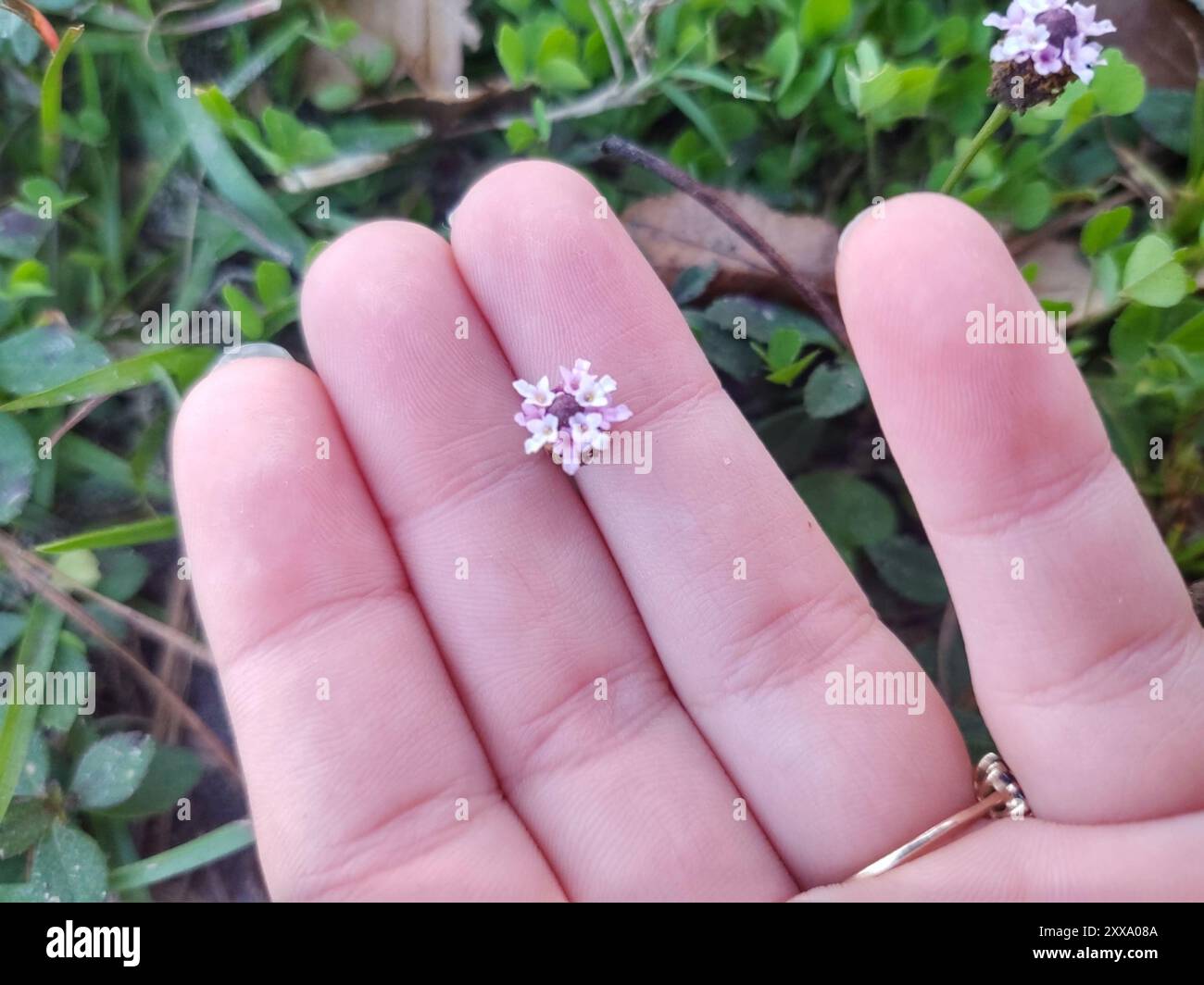turkey tangle frogfruit (Phyla nodiflora) Plantae Stock Photo - Alamy