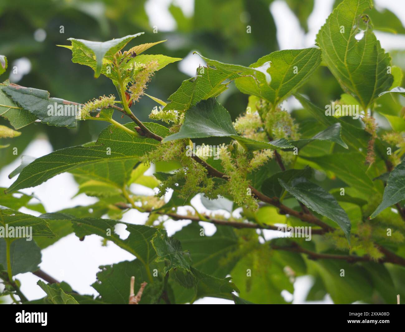 Korean mulberry (Morus indica) Plantae Stock Photo - Alamy