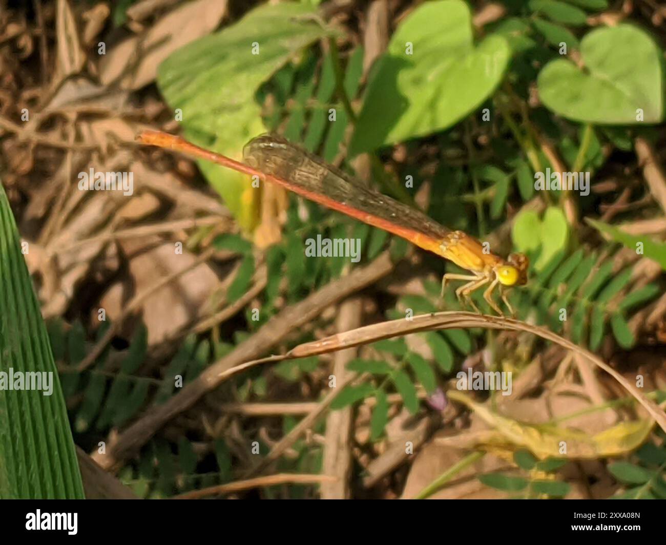 Common Citril (Ceriagrion glabrum) Insecta Stock Photo - Alamy