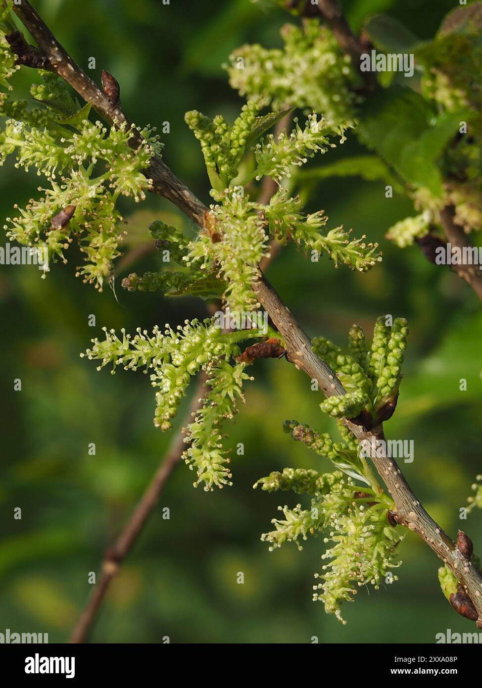 Korean mulberry (Morus indica) Plantae Stock Photo - Alamy
