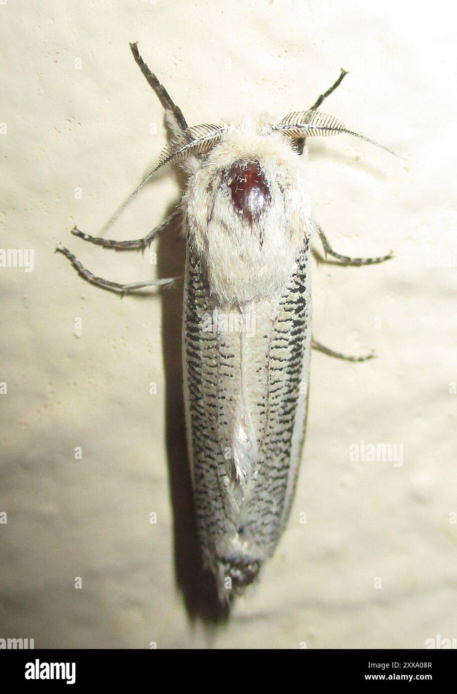 White Striped Goat (Azygophleps asylas) Insecta Stock Photo - Alamy