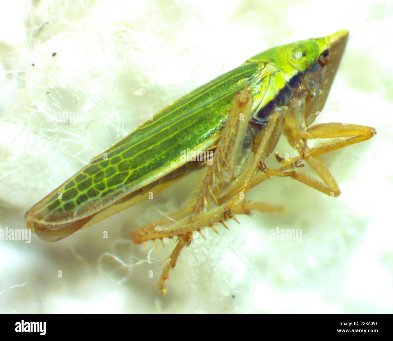 (Draeculacephala balli) Insecta Stock Photo - Alamy
