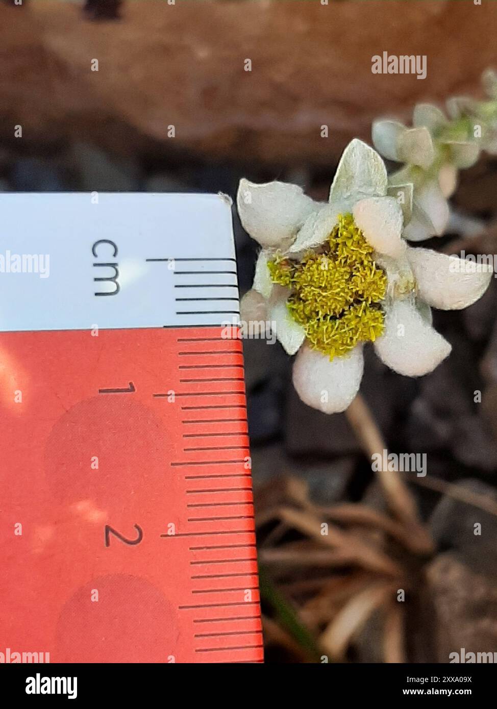 South Island Edelweiss (Leucogenes grandiceps) Plantae Stock Photo - Alamy