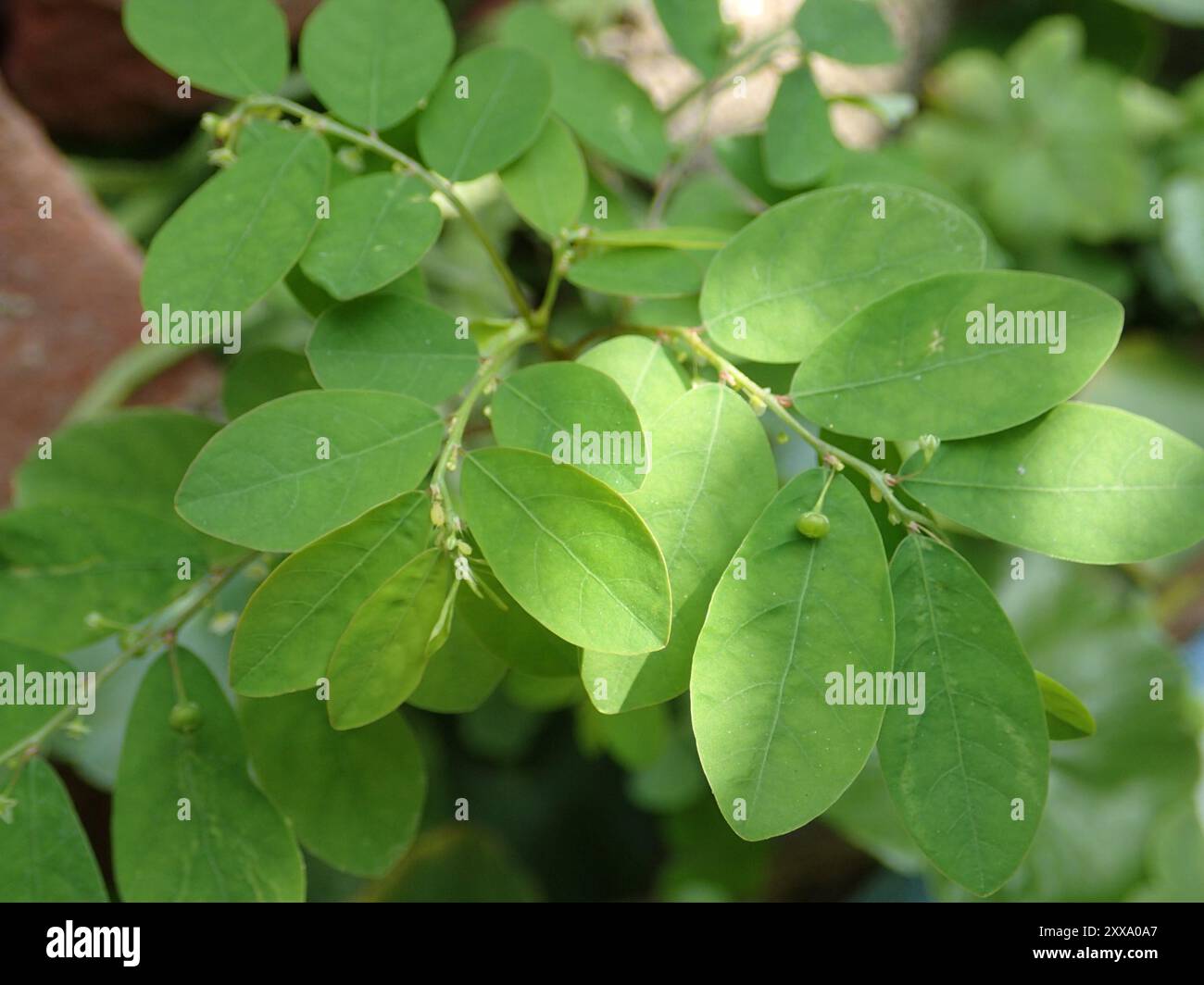 Mascarene Island leaf-flower (Phyllanthus tenellus) Plantae Stock Photo ...