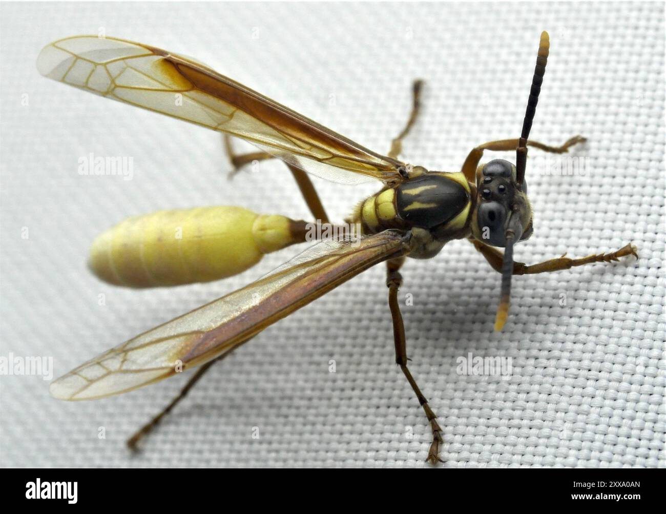 Central American Paper Wasp (Apoica pallens) Insecta Stock Photo - Alamy
