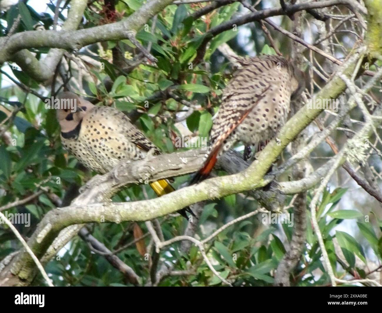 Northern Flicker (Colaptes auratus) Aves Stock Photo - Alamy