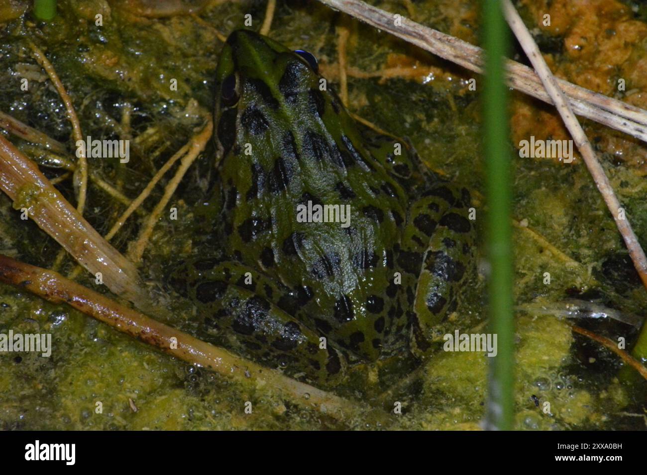 Common River Frog (Amietia delalandii) Amphibia Stock Photo - Alamy