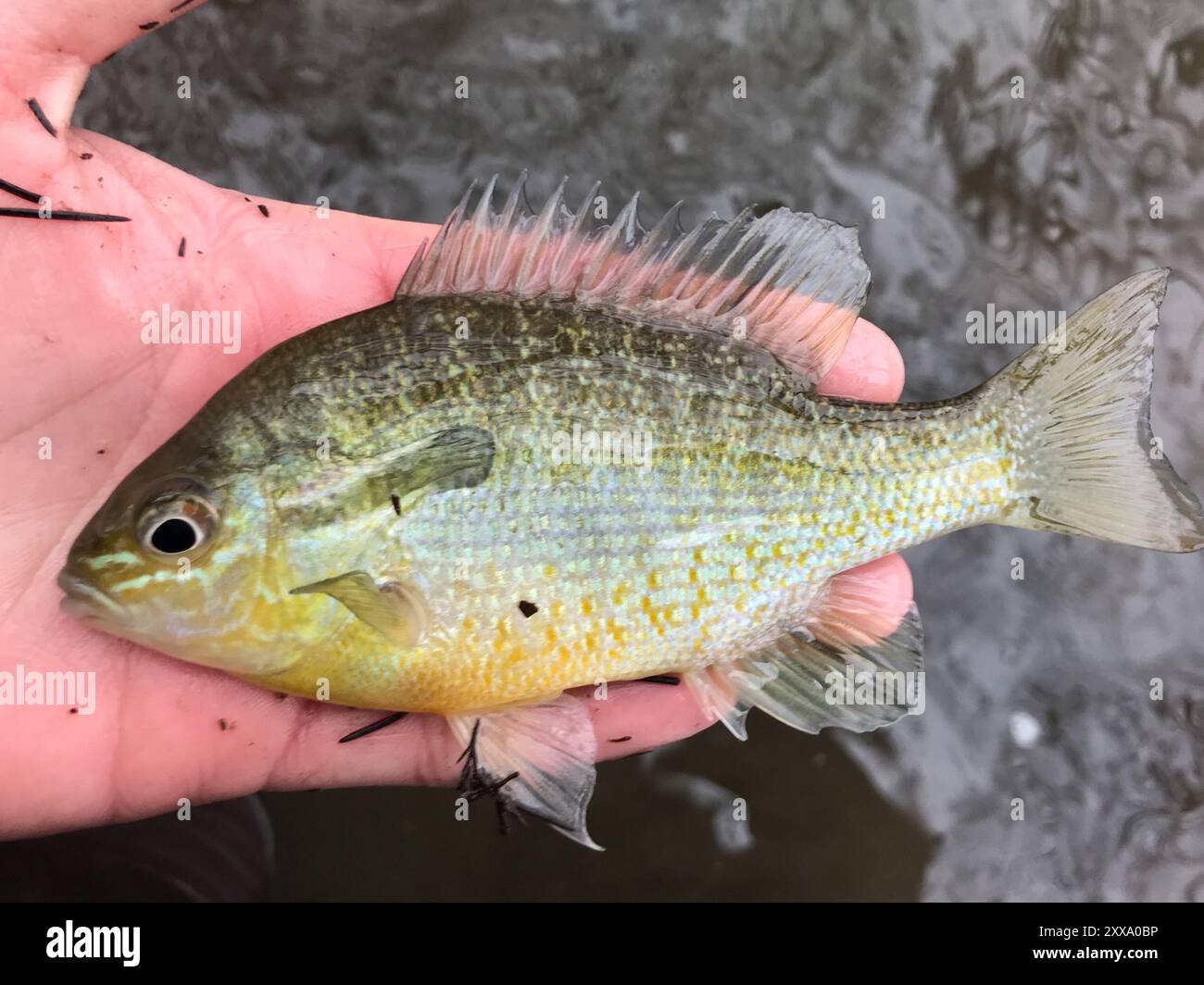 Redbreast Sunfish (Lepomis auritus) Actinopterygii Stock Photo - Alamy