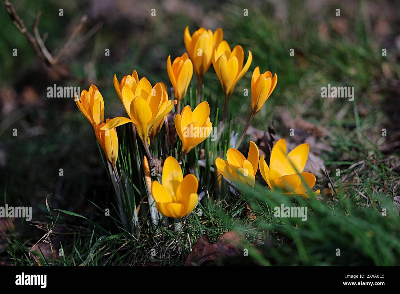 Dutch Yellow Crocus (Crocus × stellaris) Plantae Stock Photo - Alamy