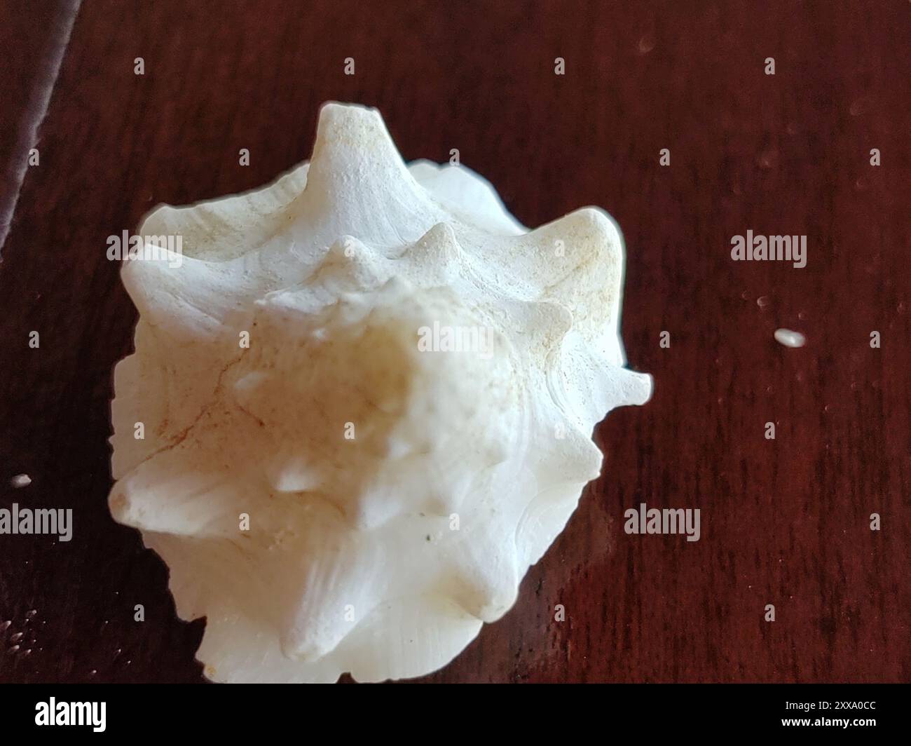 Queen Conch (Aliger gigas) Mollusca Stock Photo - Alamy