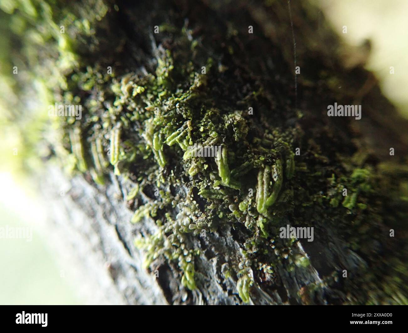 (Radula bolanderi) Plantae Stock Photo - Alamy