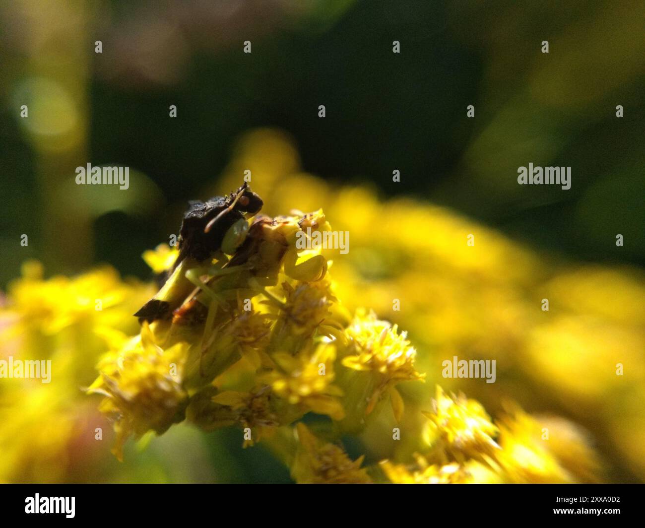 Pennsylvania Ambush Bug (Phymata pennsylvanica) Insecta Stock Photo - Alamy