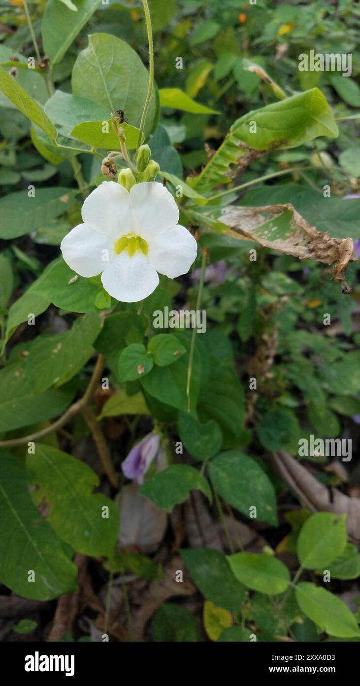 Asian Coromandel (Asystasia gangetica) Plantae Stock Photo - Alamy