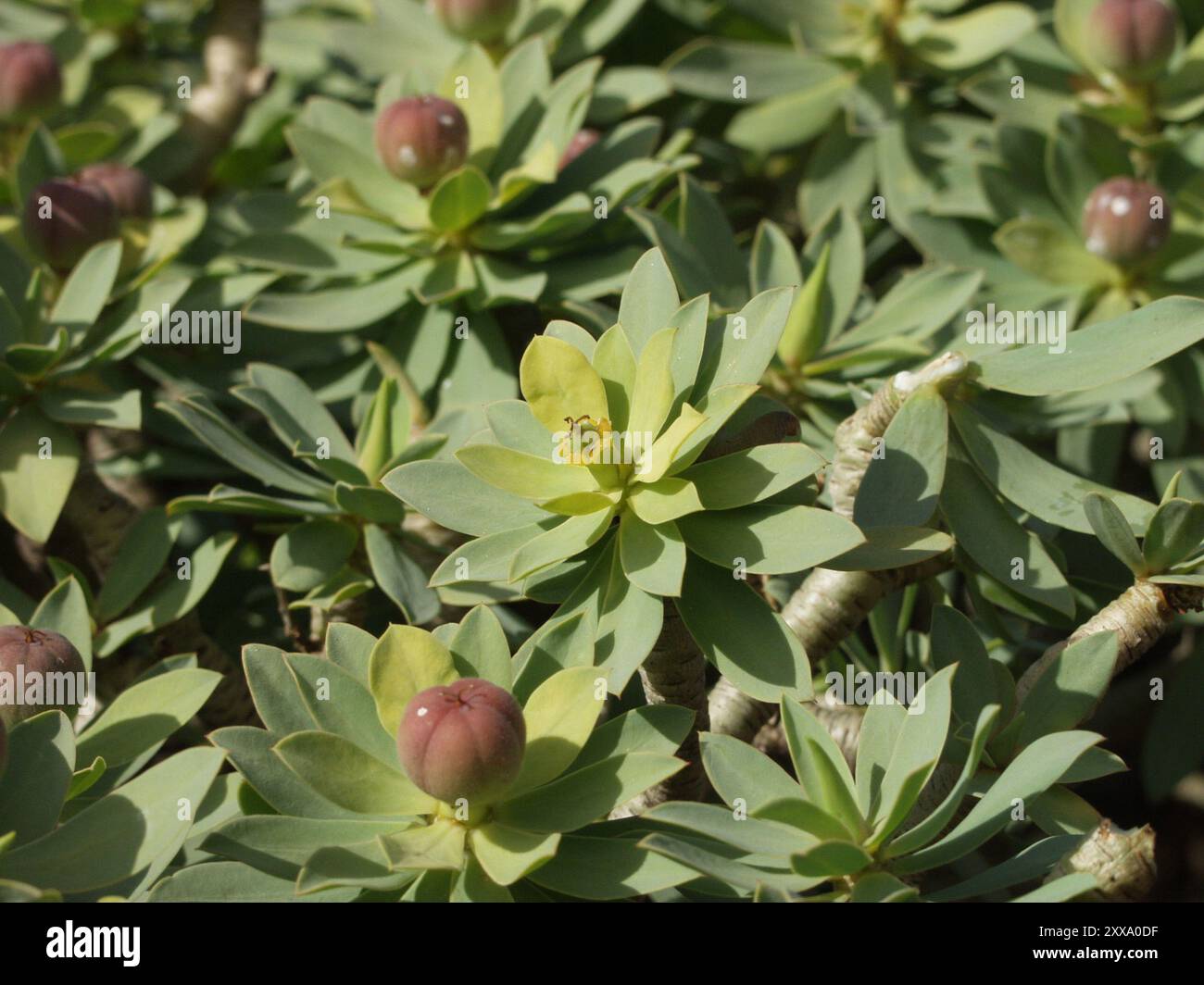 balsam spurge (Euphorbia balsamifera) Plantae Stock Photo - Alamy