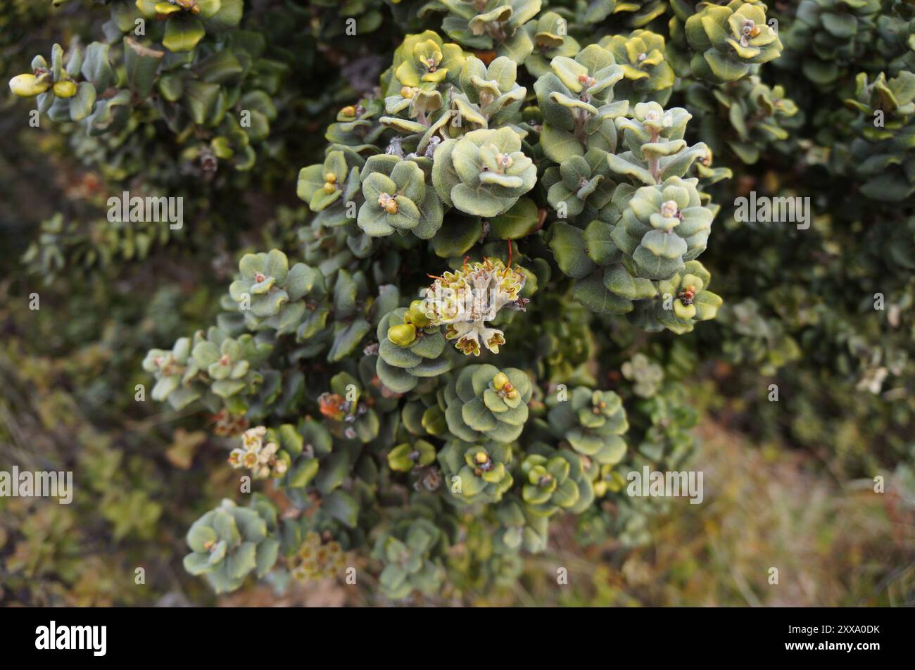ʻŌhiʻa Lehua (Metrosideros polymorpha) Plantae Stock Photo - Alamy