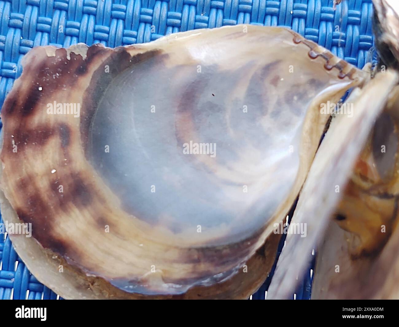 Flat Tree Oyster (Isognomon alatus) Mollusca Stock Photo - Alamy