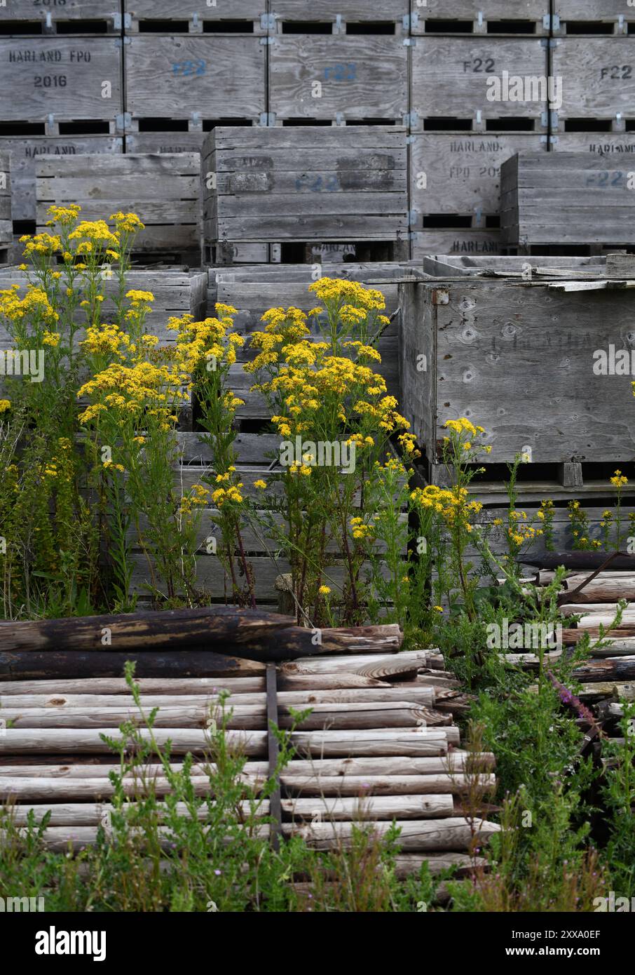 Rustic apple boxes hi-res stock photography and images - Alamy