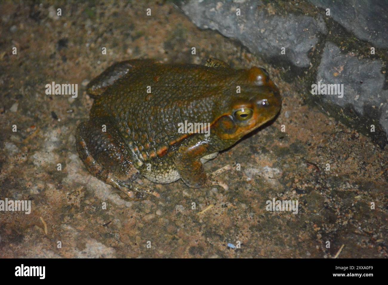 African Red Toad (Schismaderma carens) Amphibia Stock Photo - Alamy
