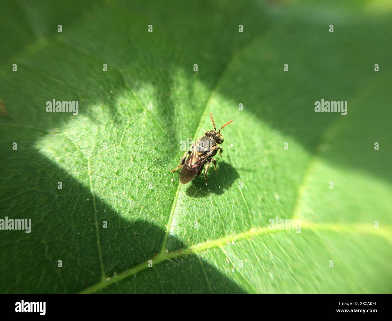 Mexican Pitted-Stingless bee (Nannotrigona perilampoides) Insecta Stock ...