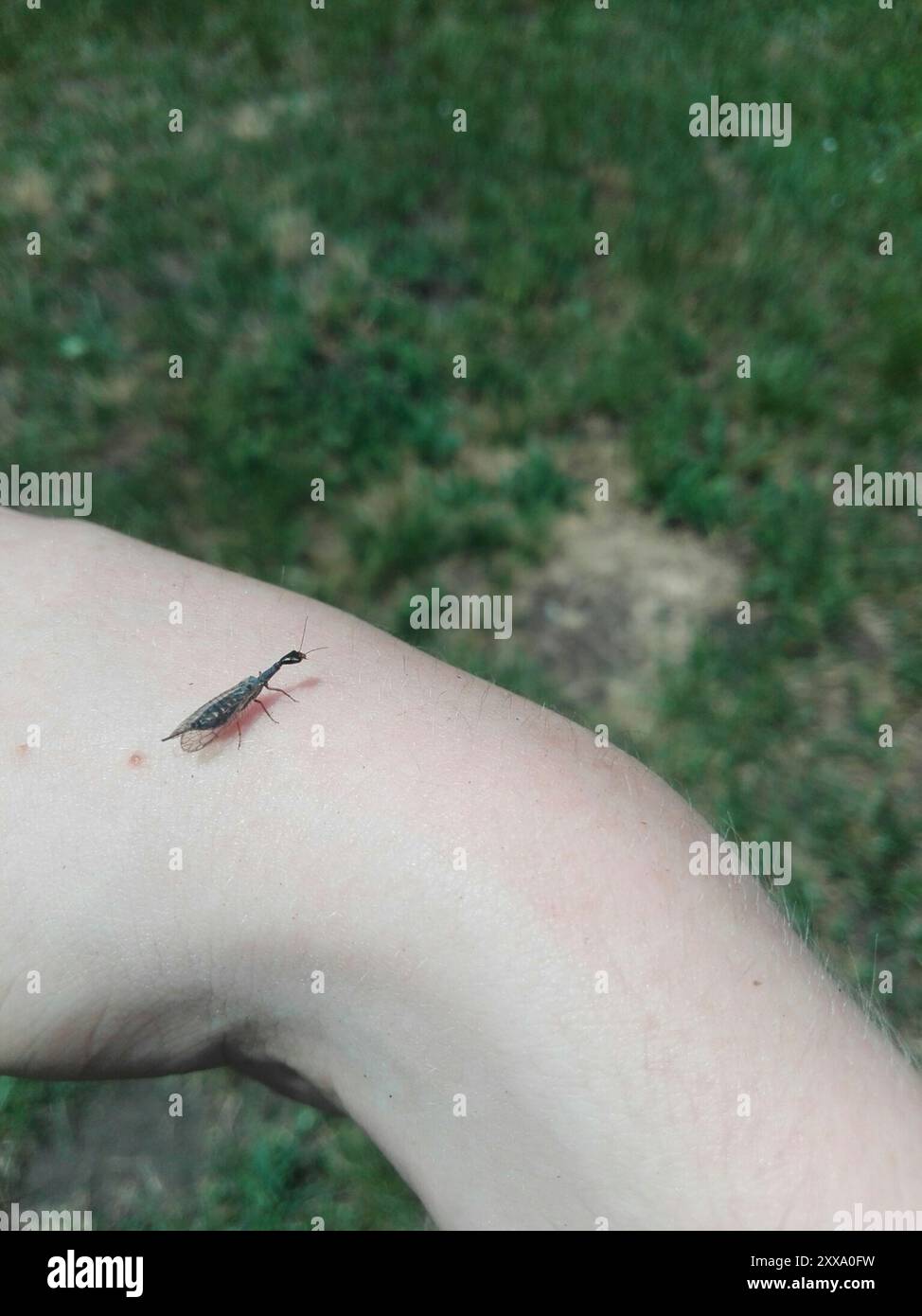 Raphidiid Snakeflies (Raphidiidae) Insecta Stock Photo - Alamy