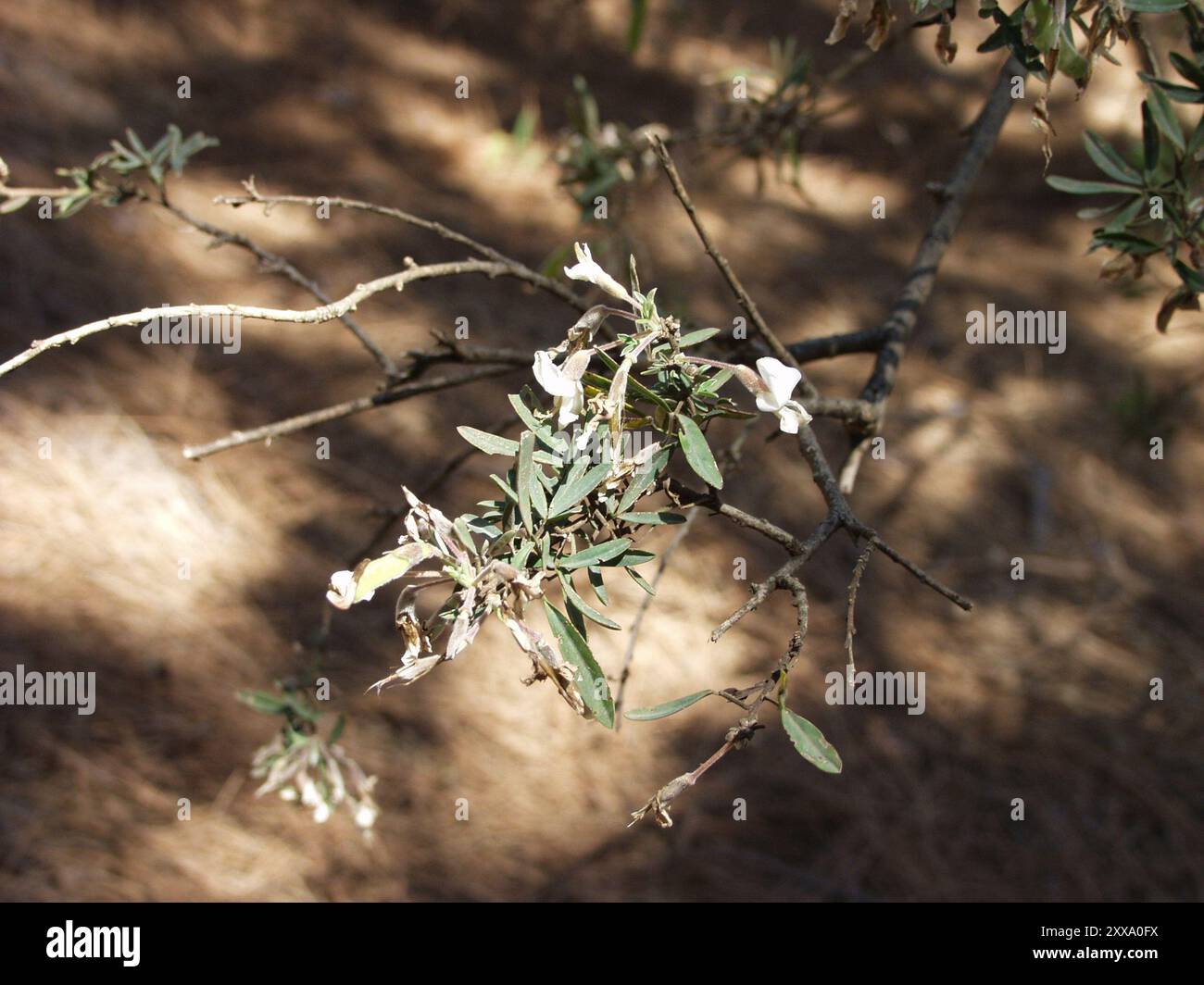 Tree lucerne (Chamaecytisus prolifer) Plantae Stock Photo - Alamy