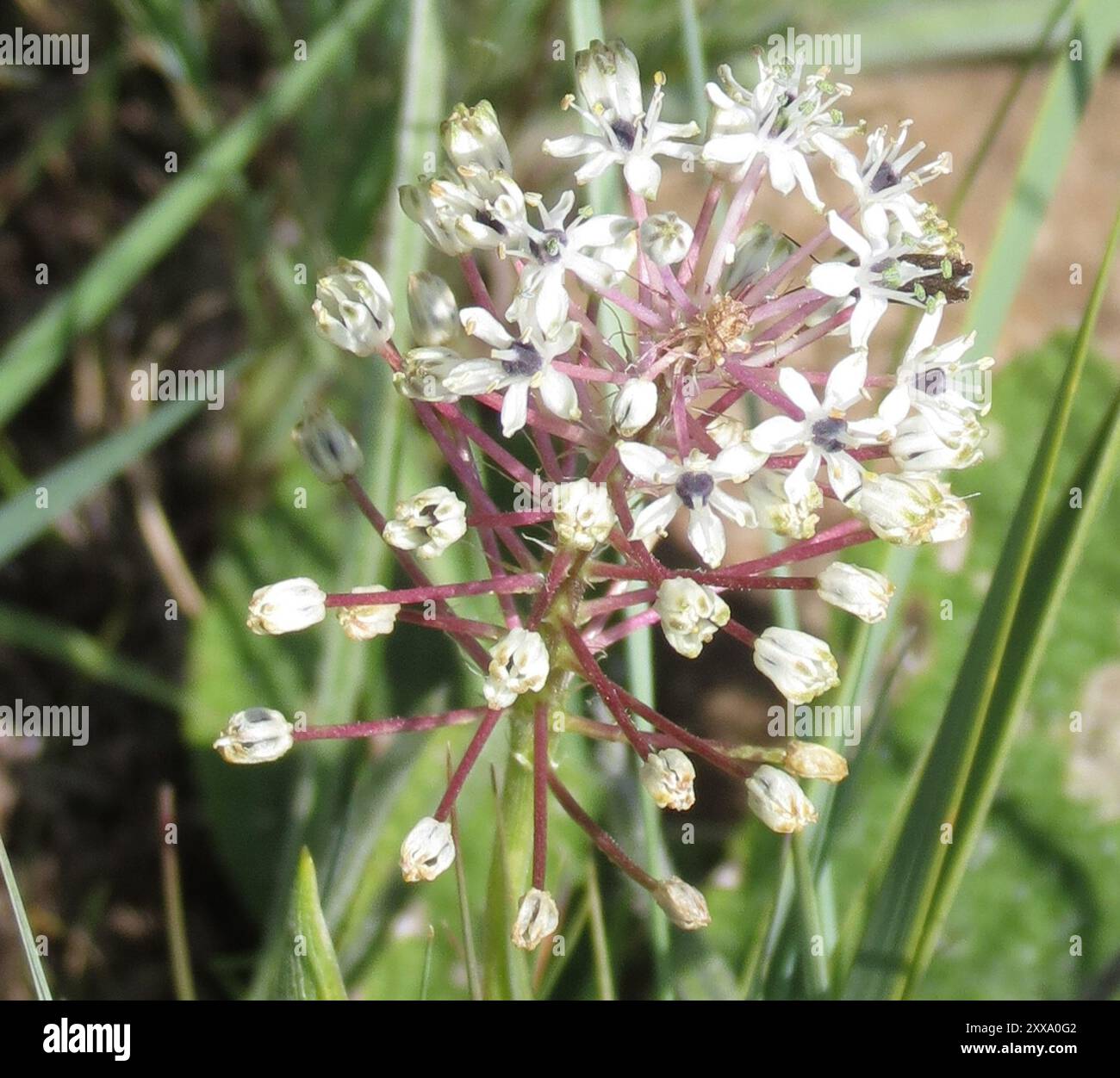 sand lily (Schizocarphus nervosus) Plantae Stock Photo - Alamy