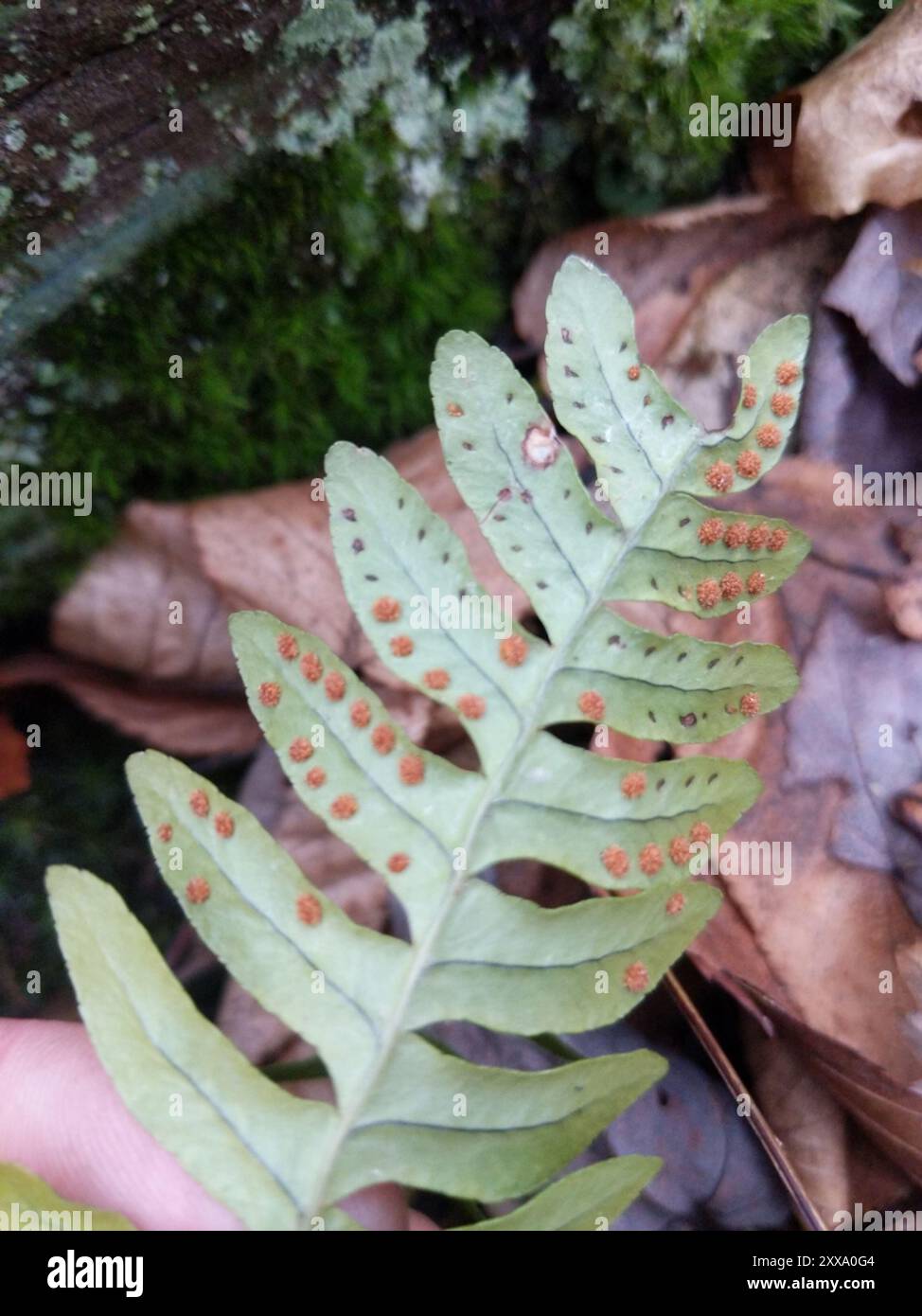 polypody ferns (Polypodium) Plantae Stock Photo - Alamy