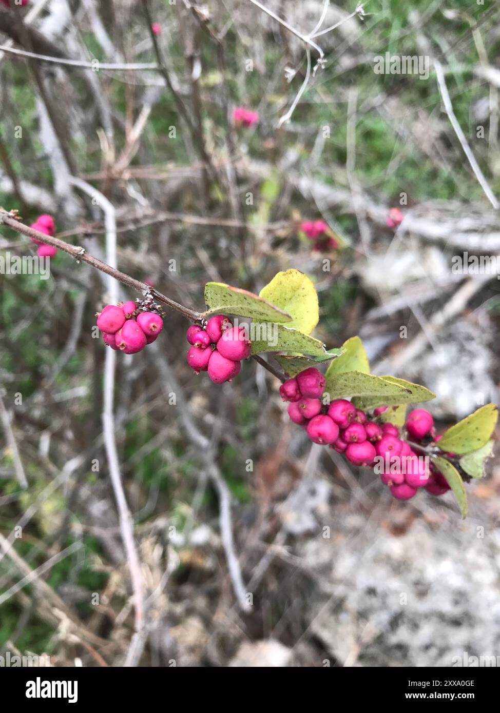 coralberry (Symphoricarpos orbiculatus) Plantae Stock Photo - Alamy