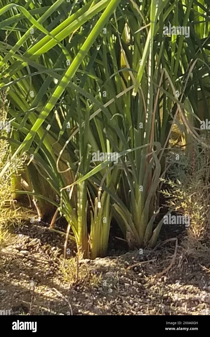 southern cattail (Typha domingensis) Plantae Stock Photo - Alamy