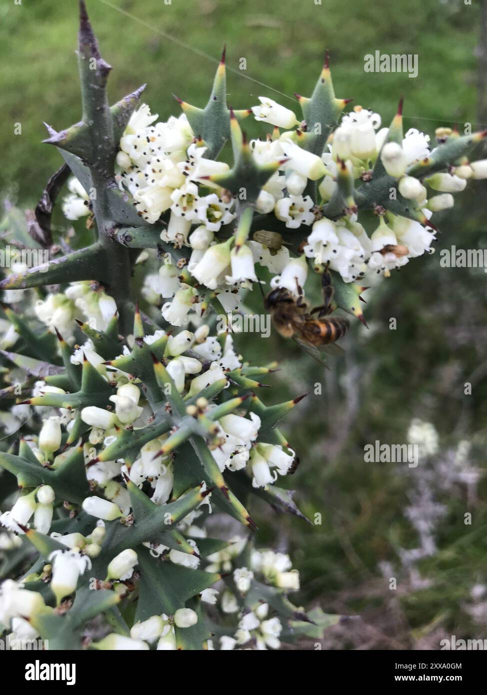 Anchor plant (Colletia paradoxa) Plantae Stock Photo - Alamy