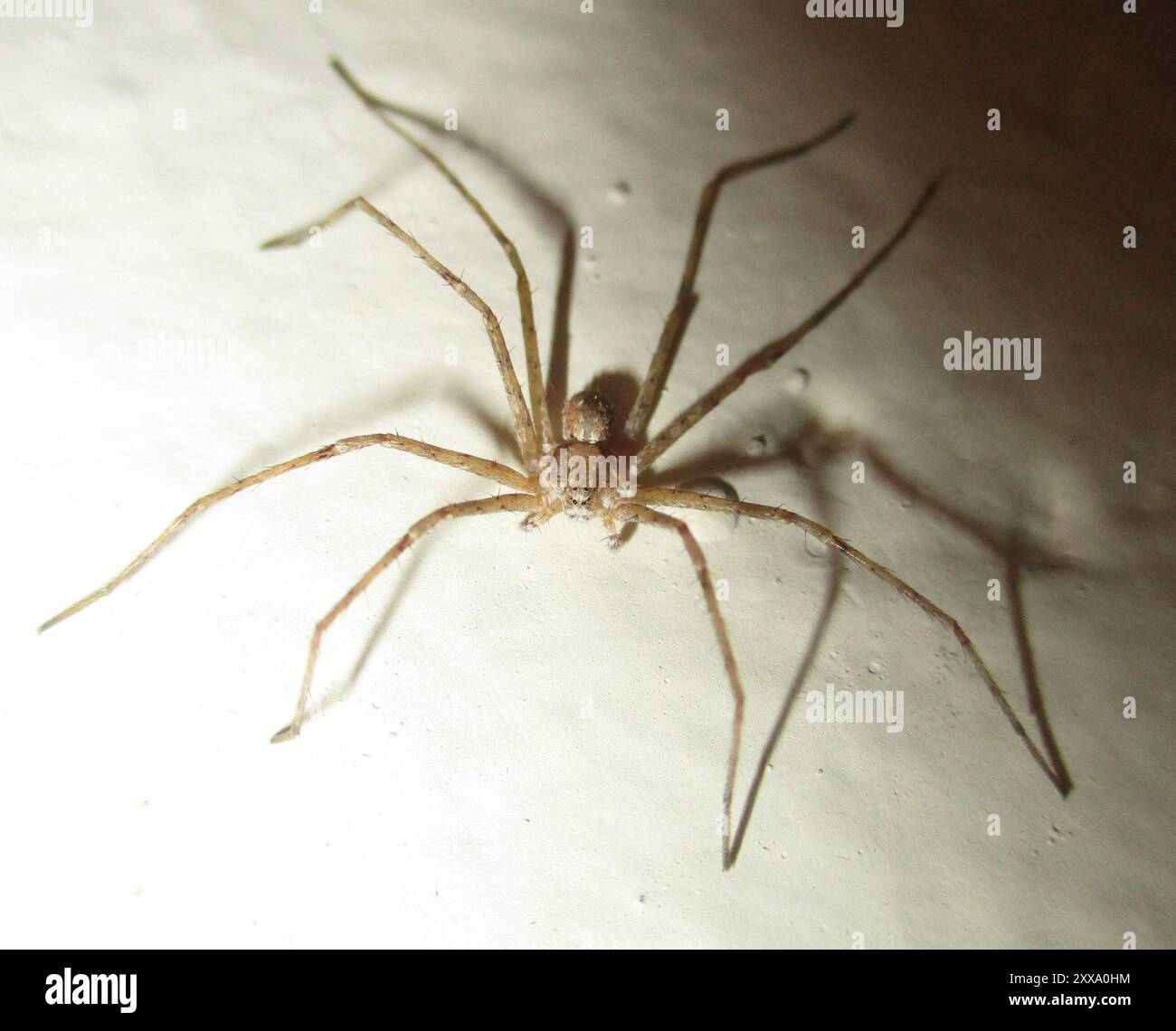Huntsman Spiders (Sparassidae) Arachnida Stock Photo - Alamy