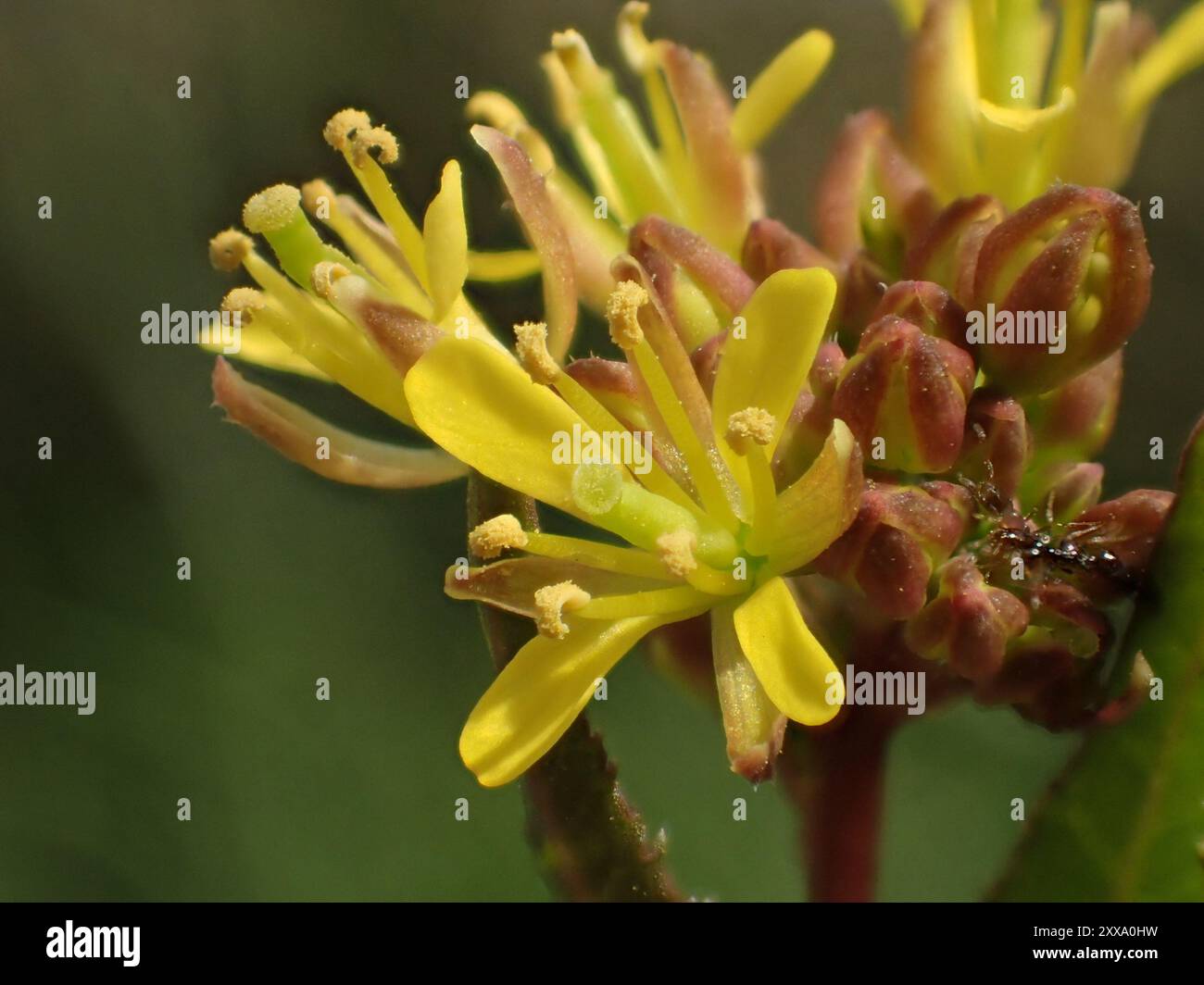 Diverse-leaf Yellowcress (Rorippa indica) Plantae Stock Photo - Alamy