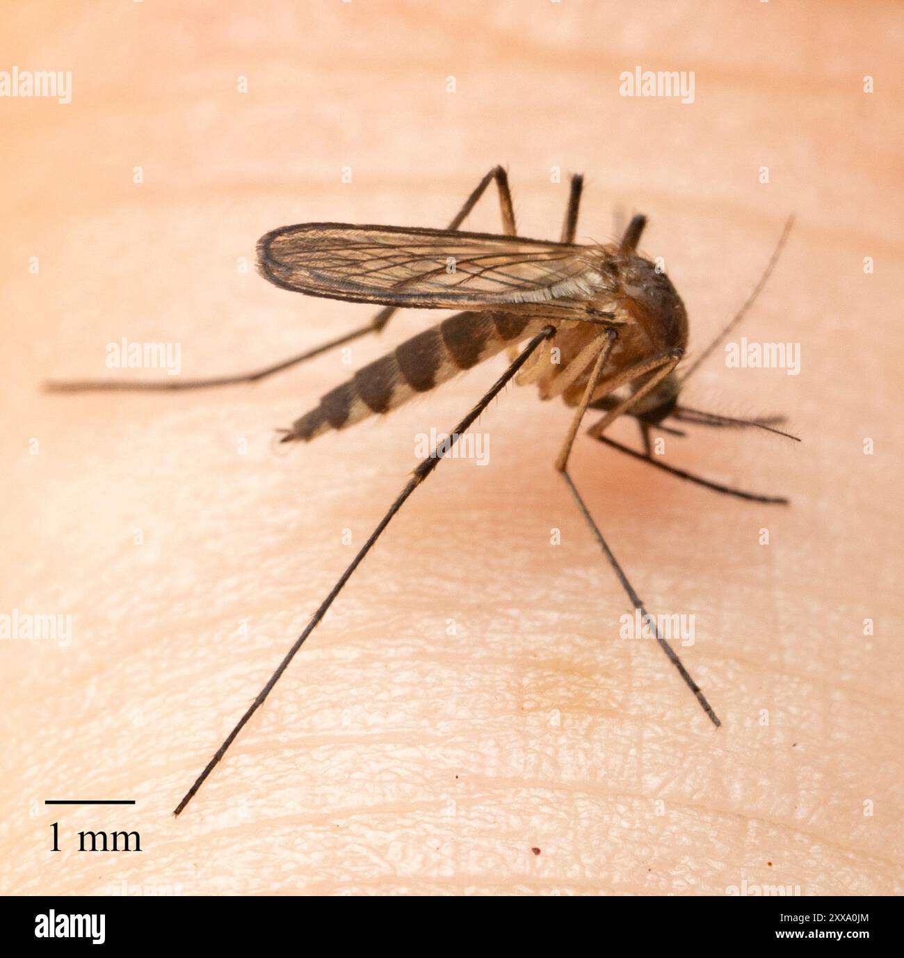 Silverback Mosquito (Aedes infirmatus) Insecta Stock Photo - Alamy