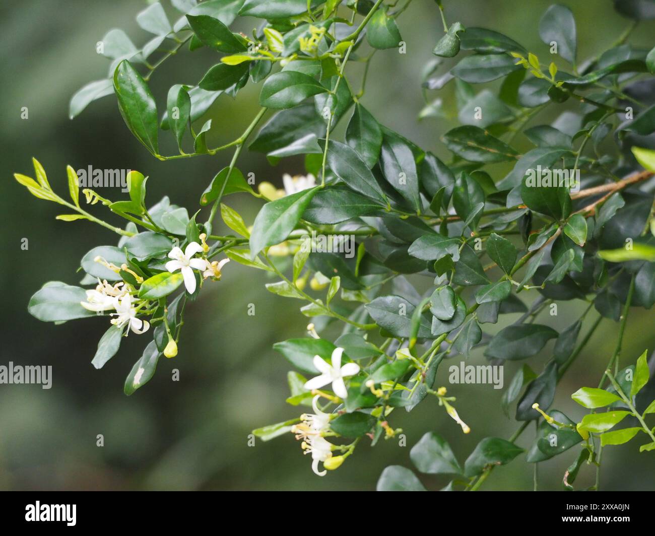 Orange Jasmine (Murraya paniculata) Plantae Stock Photo - Alamy