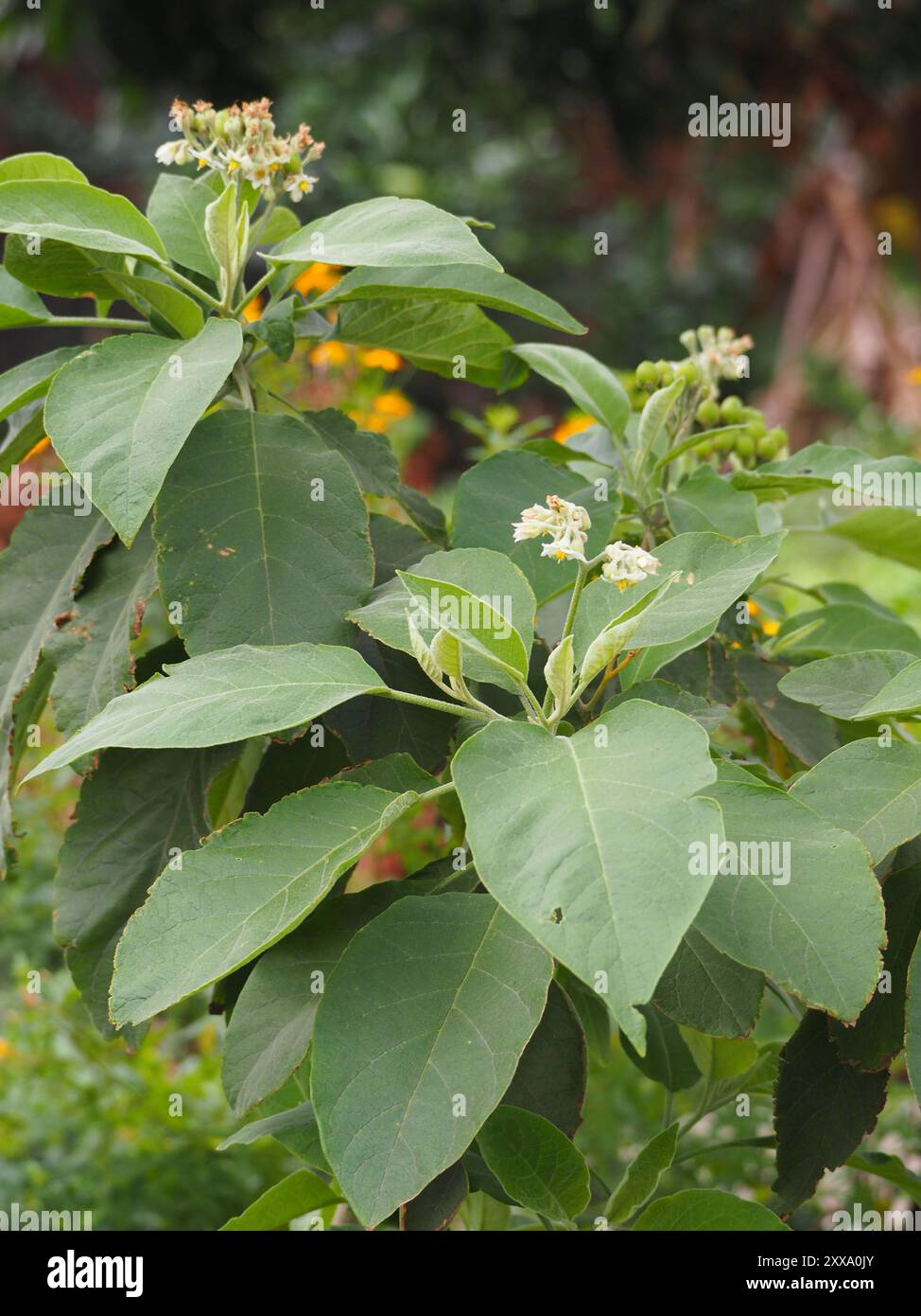 potato tree (Solanum erianthum) Plantae Stock Photo - Alamy