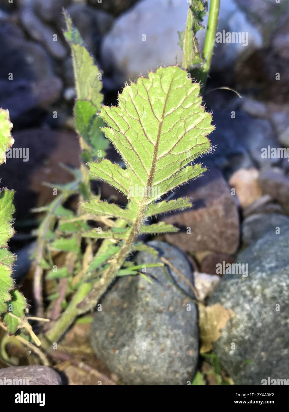 Saharan Mustard (Brassica tournefortii) Plantae Stock Photo - Alamy