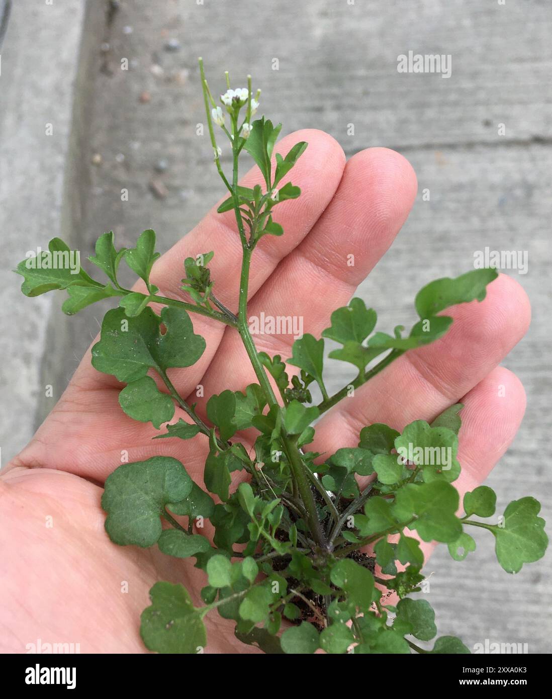 hairy bittercress (Cardamine hirsuta) Plantae Stock Photo - Alamy