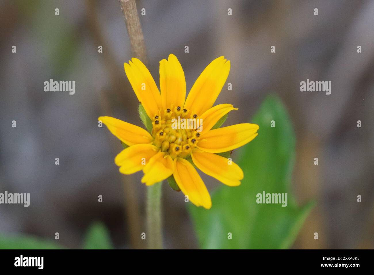 trailing daisy (Sphagneticola trilobata) Plantae Stock Photo - Alamy