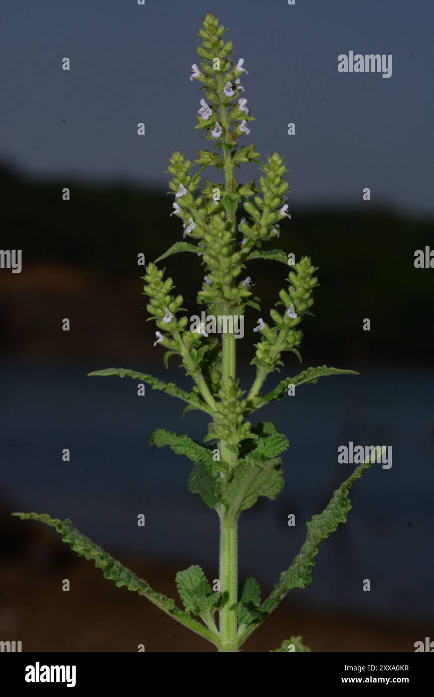 plebeian sage (Salvia plebeia) Plantae Stock Photo - Alamy