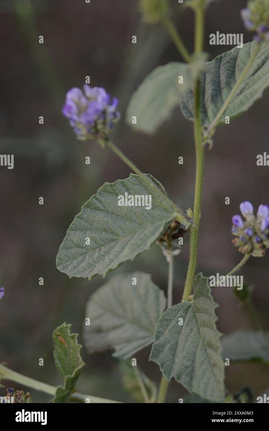 (Cullen corylifolium) Plantae Stock Photo - Alamy