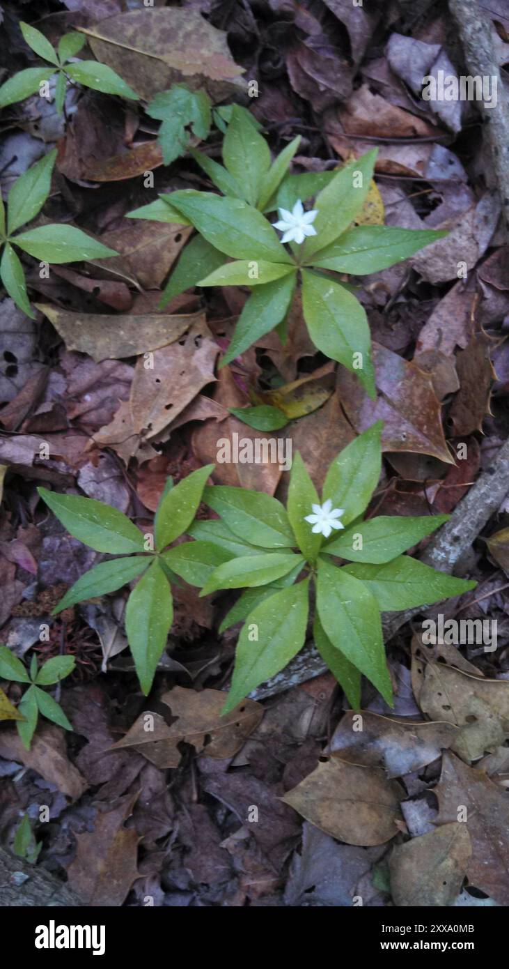 northern starflower (Lysimachia borealis) Plantae Stock Photo - Alamy