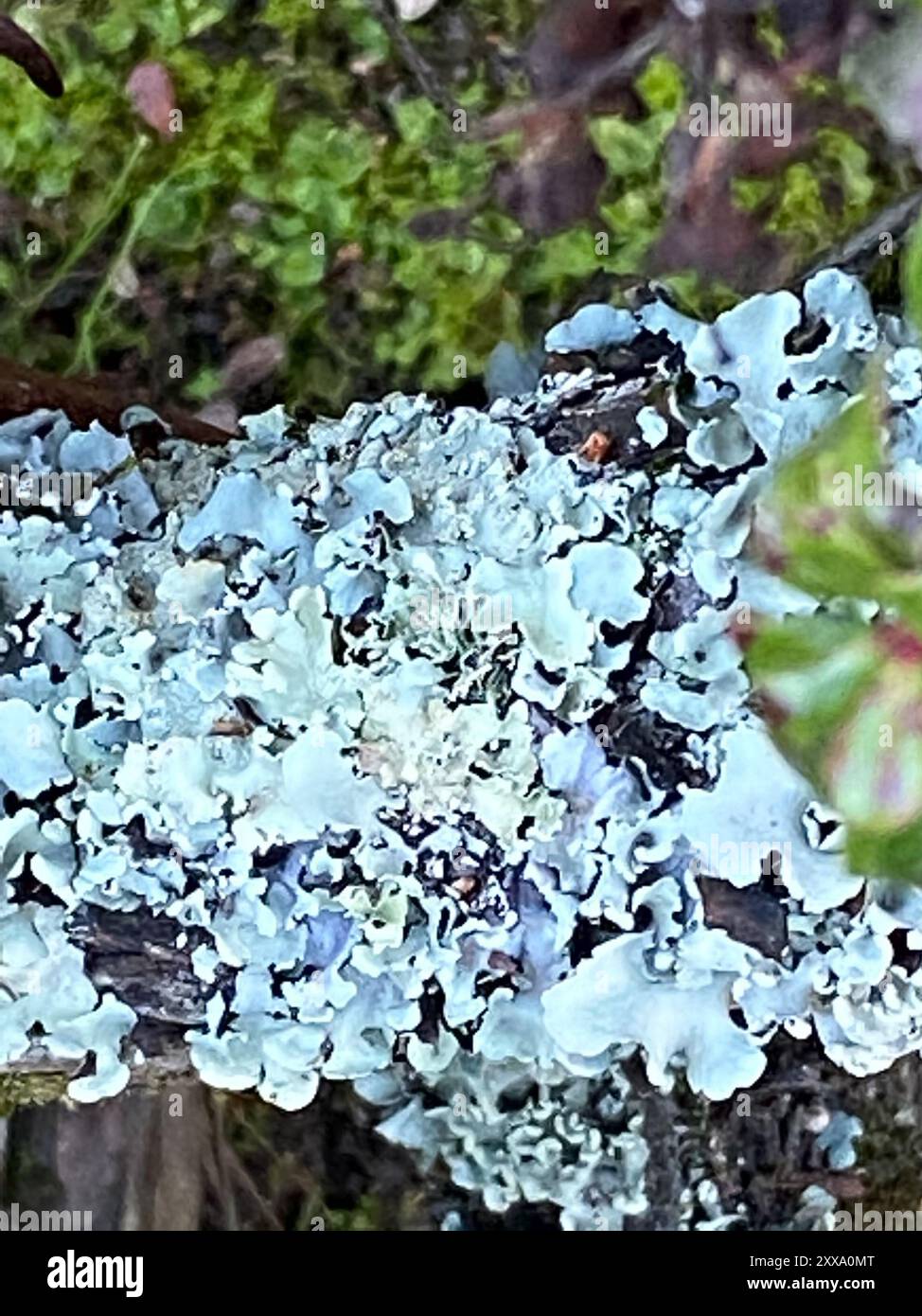 Ruffle Lichens (Parmotrema) Fungi Stock Photo - Alamy