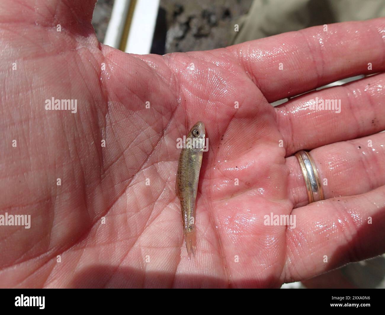 White Sucker (Catostomus commersonii) Actinopterygii Stock Photo - Alamy