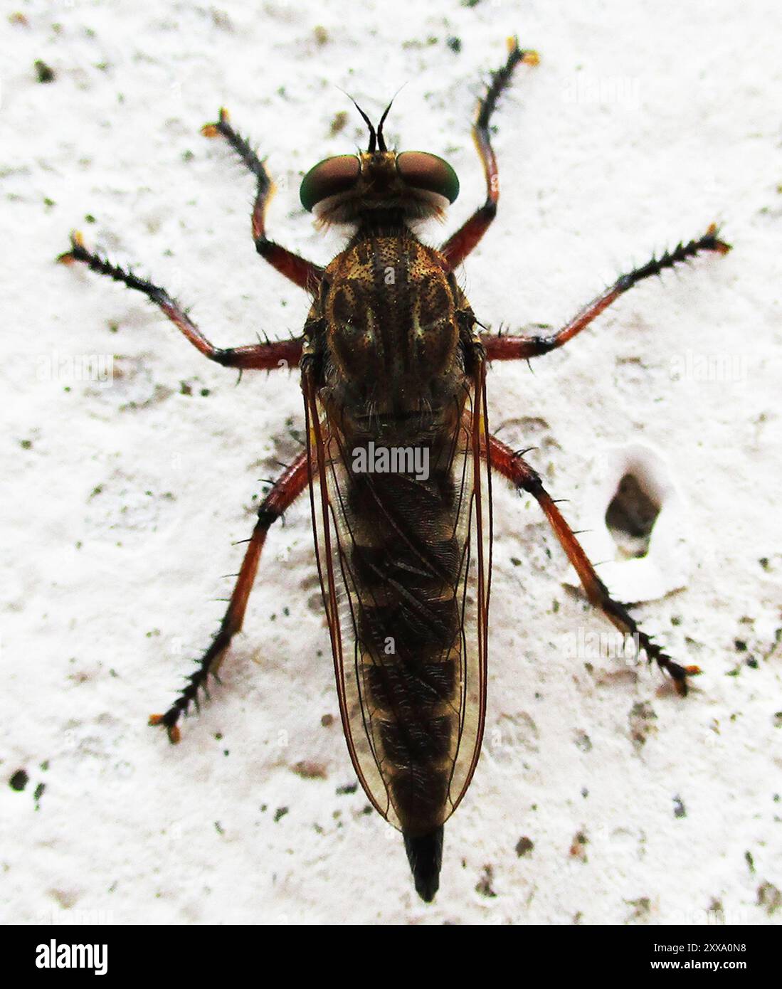 Giant Robber Flies (Promachus) Insecta Stock Photo - Alamy