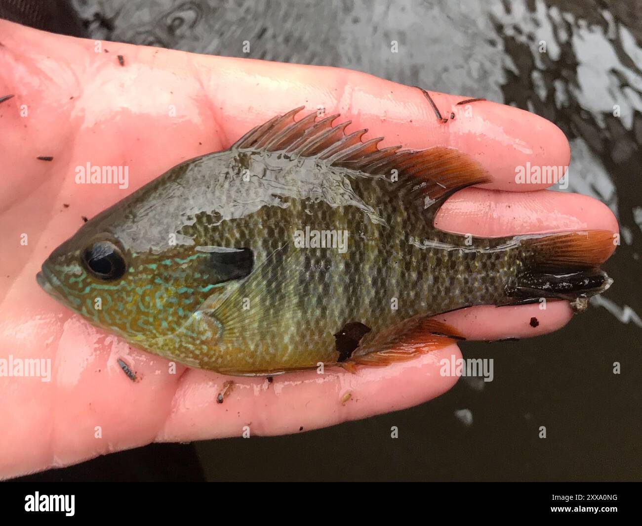 Longear Sunfish Complex (Lepomis megalotis) Actinopterygii Stock Photo ...