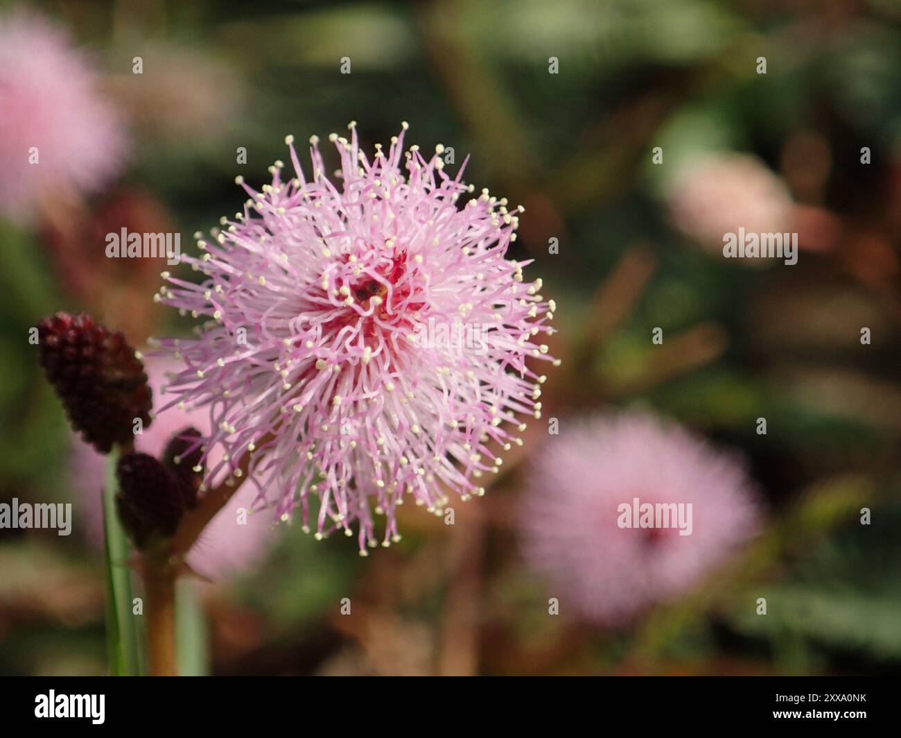 Sensitive Plant (Mimosa pudica) Plantae Stock Photo - Alamy