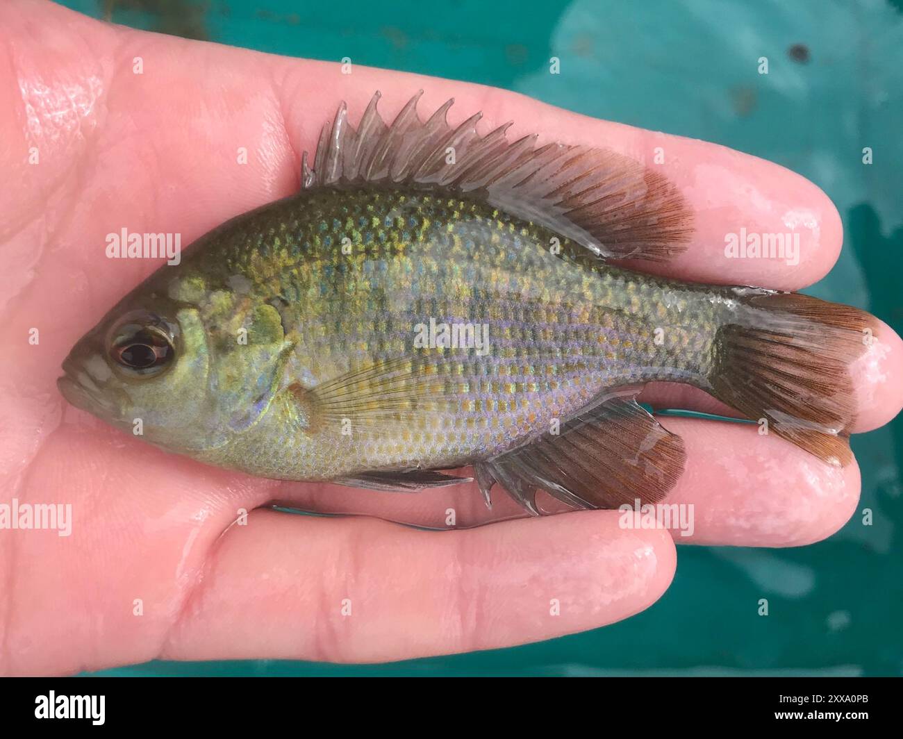 Lepomis miniatus hi-res stock photography and images - Alamy