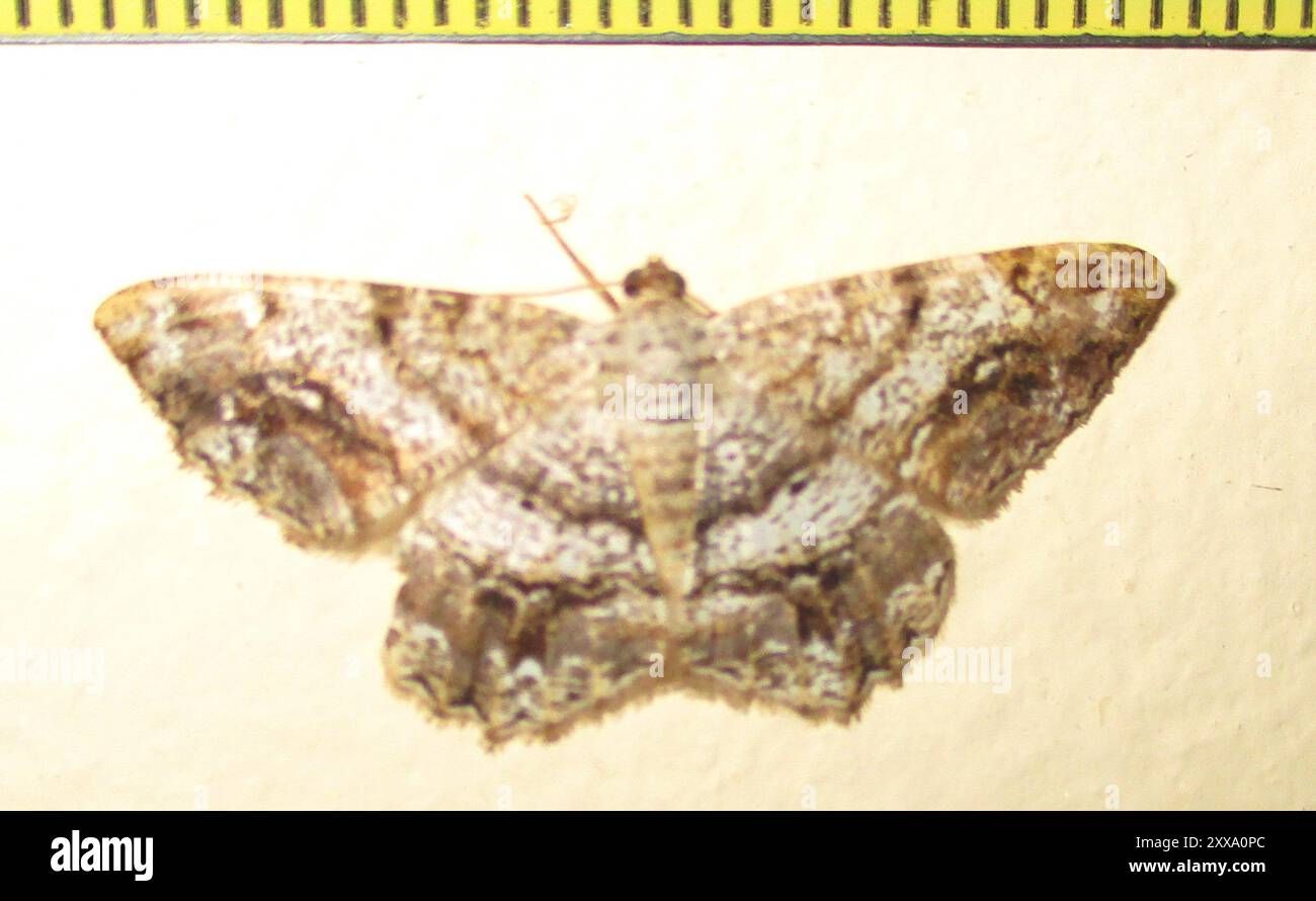 Geometer Moths (Geometridae) Insecta Stock Photo - Alamy