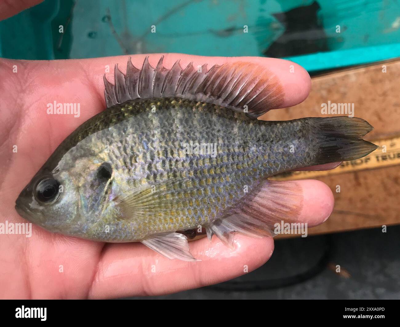 Redspotted Sunfish (Lepomis miniatus) Actinopterygii Stock Photo - Alamy