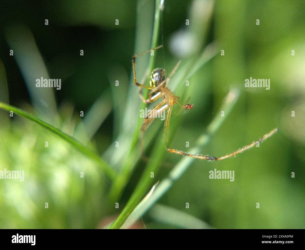 Typical Cobweb Spiders (Theridion) Arachnida Stock Photo - Alamy